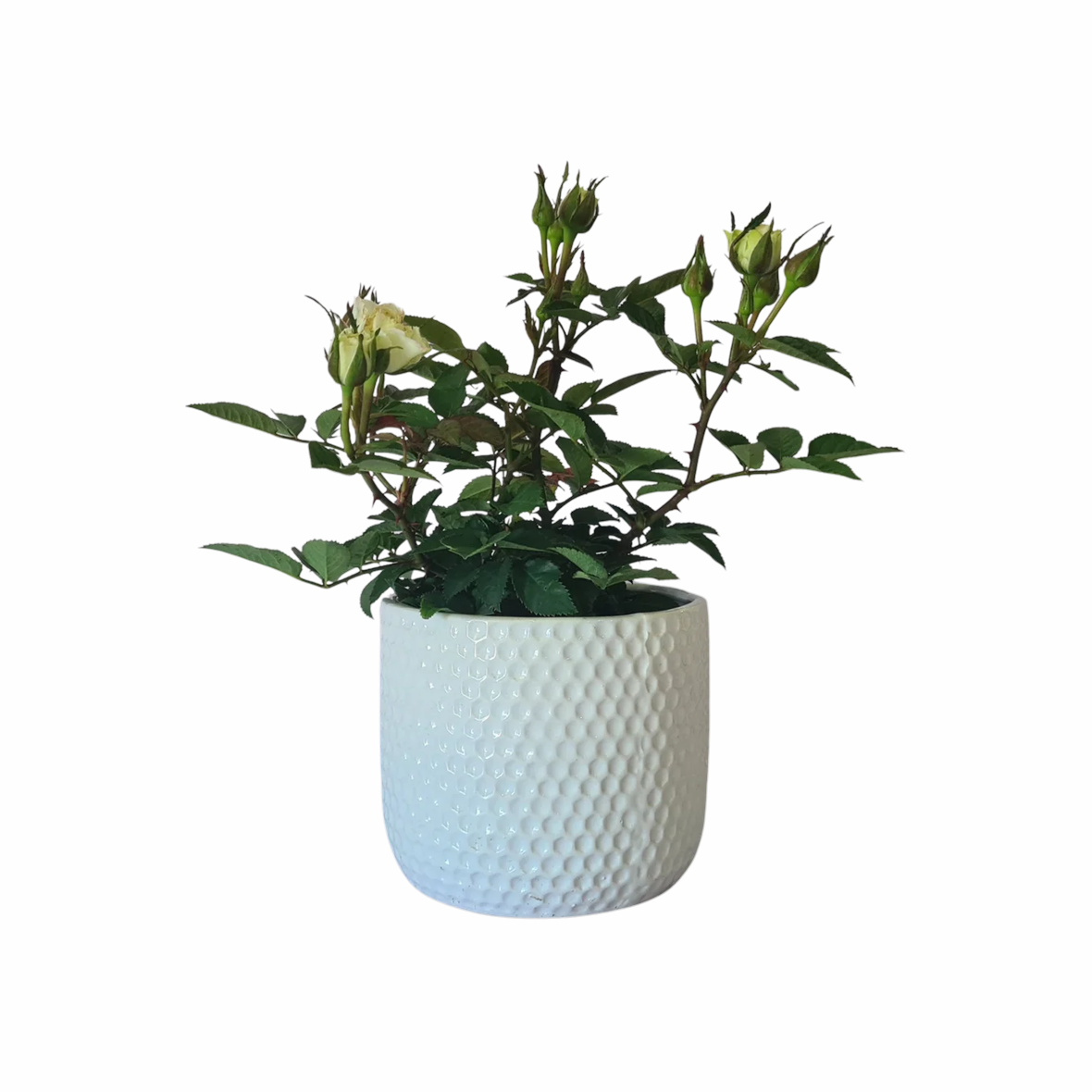 Mini Rose In Ceramic 120mm Harley And Rose Florist