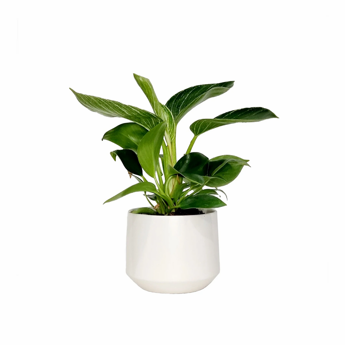 Philodendron Birkin in 120mm Ceramic Pot – Harley & Rose Florist